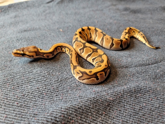 2022 Hidden Gene Woma, Granite, 100% Het Clown Ball Python by MetaMorph ...