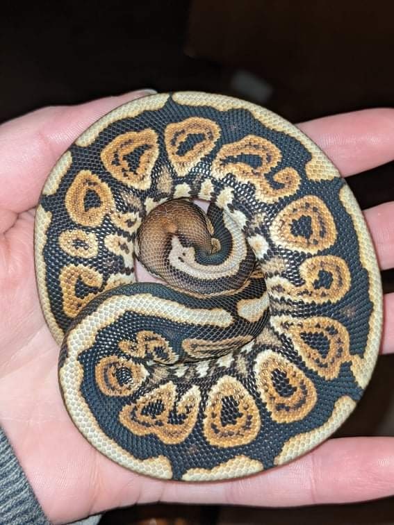 2021 Female Black Pastel Spotnose Ball Python by MetaMorph Reptiles LLC ...