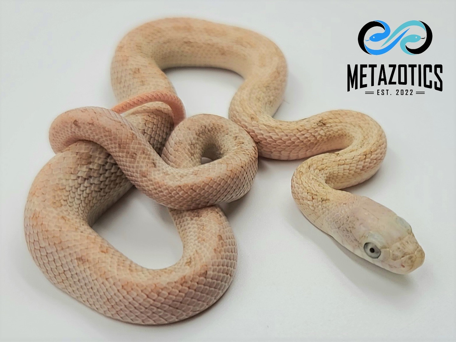 Calico Black Eastern Rat Snake by Metazotics - MorphMarket
