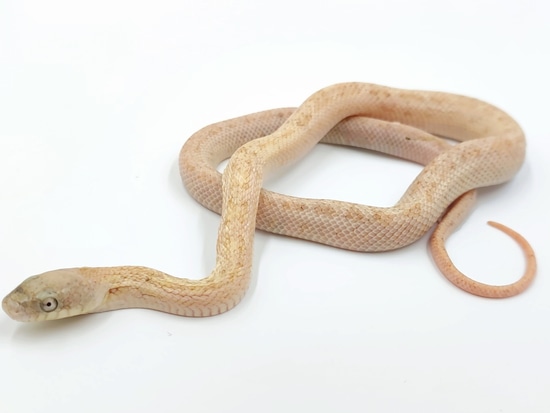 Calico Black Eastern Rat Snake by Metazotics