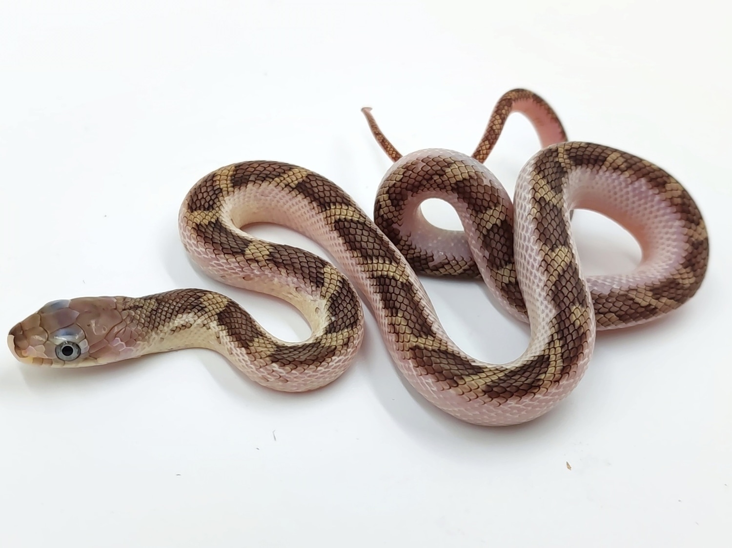 Whiteside Black Eastern Rat Snake by Metazotics - MorphMarket