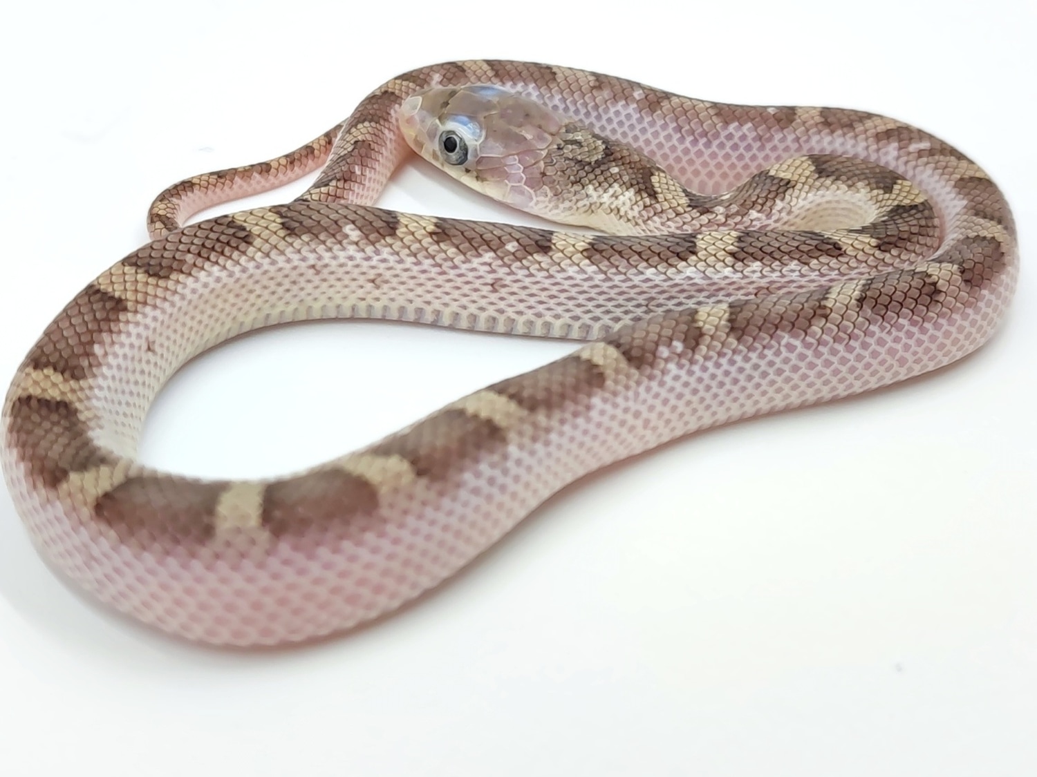 Whitesided Black Eastern Rat Snake by Metazotics - MorphMarket
