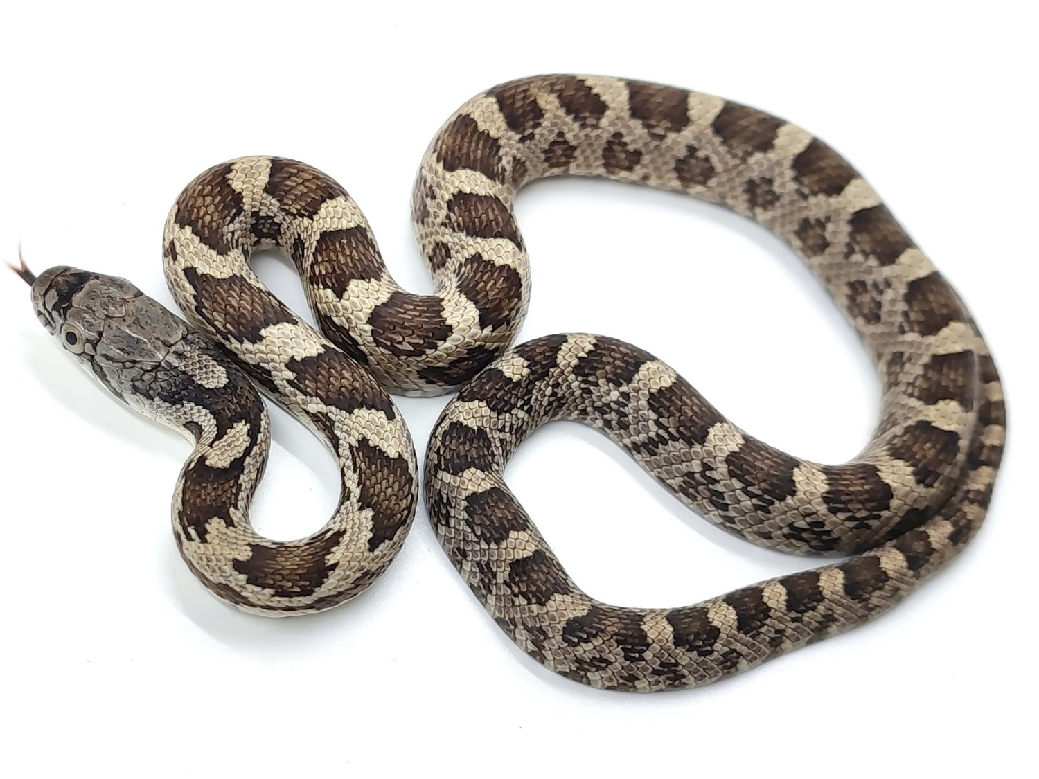 66% Het Hypo Lavender Calico Black Eastern Rat Snake by Metazotics ...