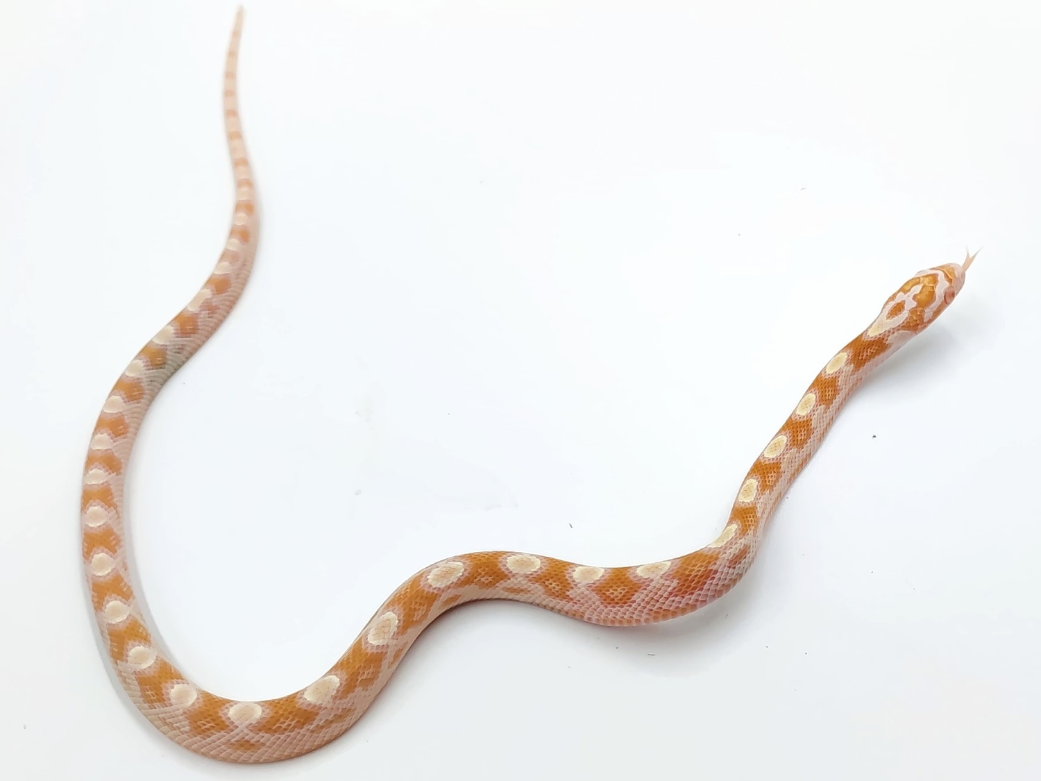 Butter Corn Snake by Metazotics - MorphMarket