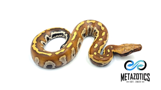 Het T Positive Het Genetic Stripe Blood Python by Metazotics