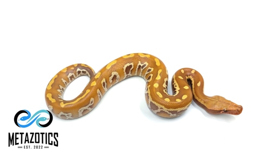 T Positive Het Genetic Stripe Blood Python by Metazotics