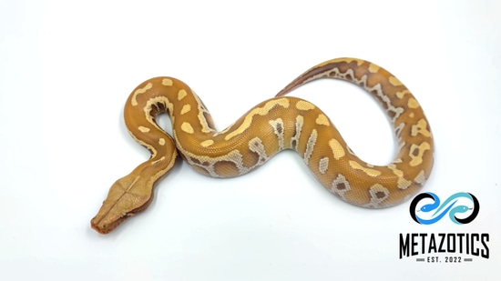 T Positive Het Genetic Stripe Blood Python by Metazotics
