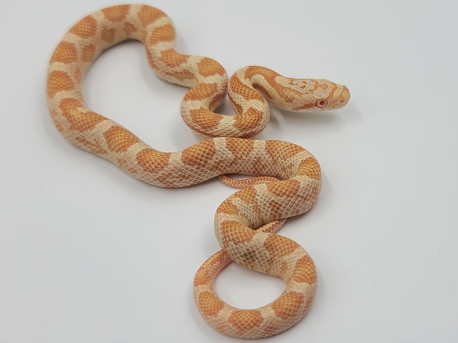 Ablino Black Eastern Rat Snake by Metazotics - MorphMarket