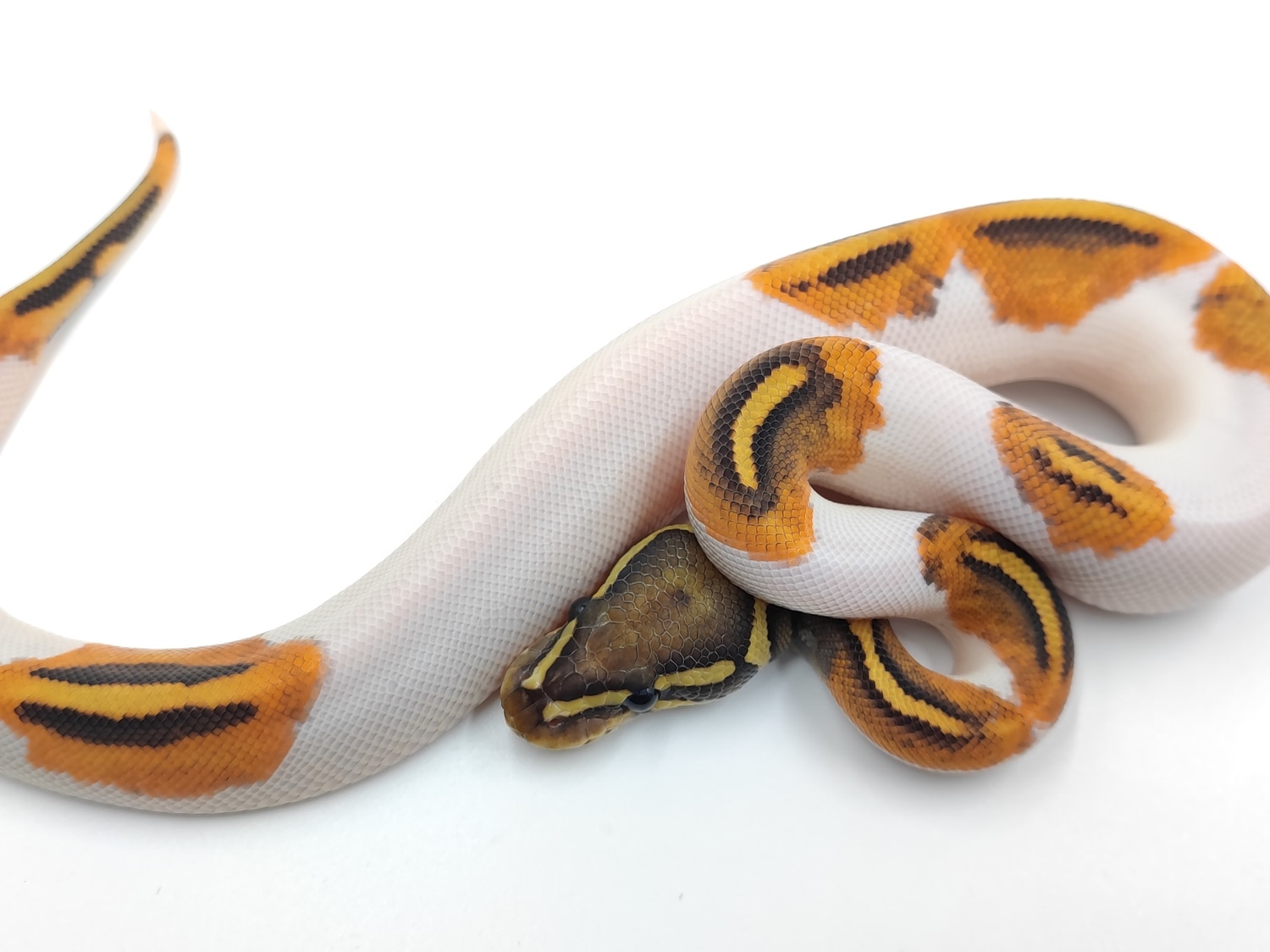 Ghost Pied Ball Python by Metazotics - MorphMarket