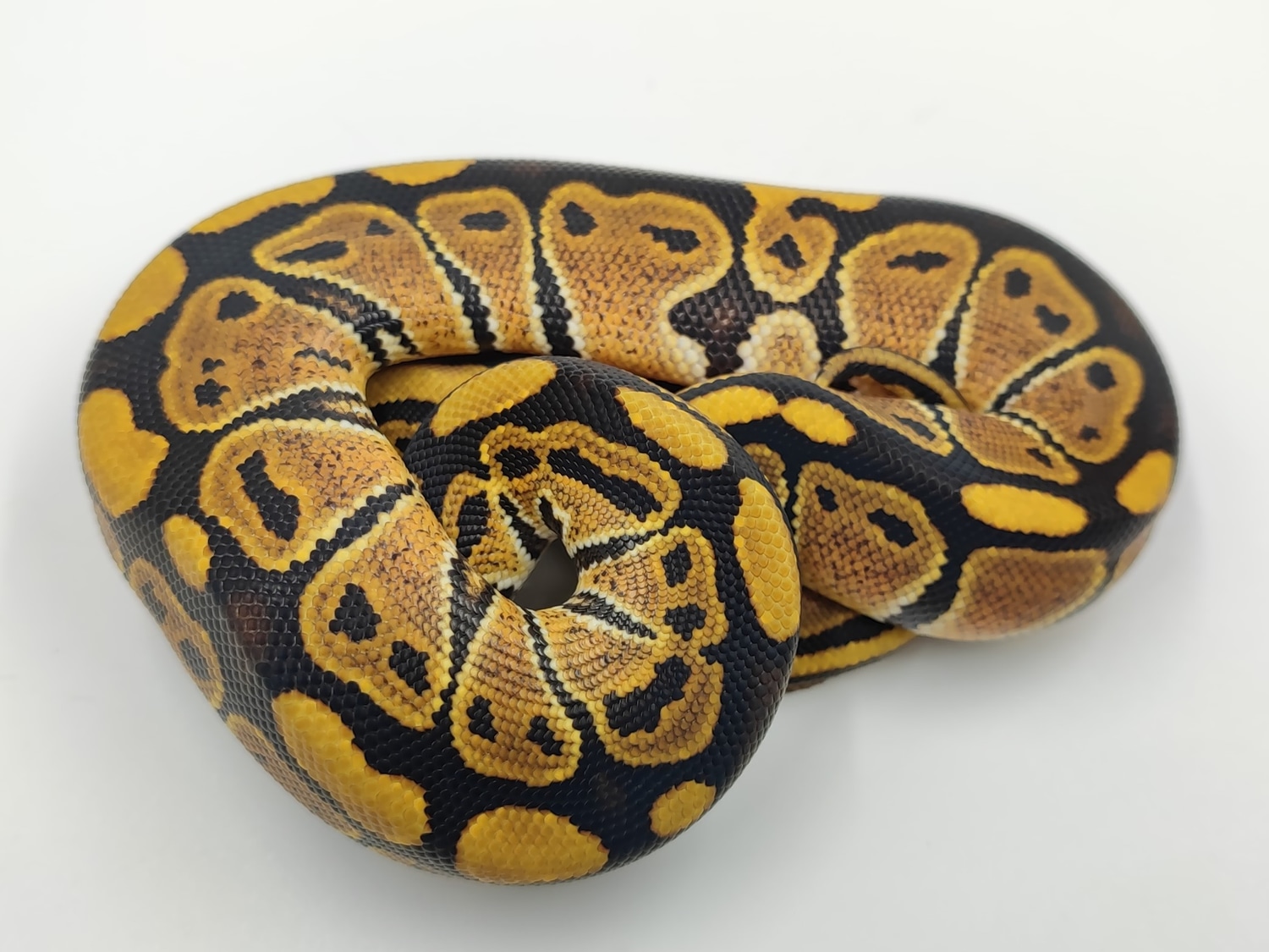 Het Ultramel Ball Python by Metazotics - MorphMarket