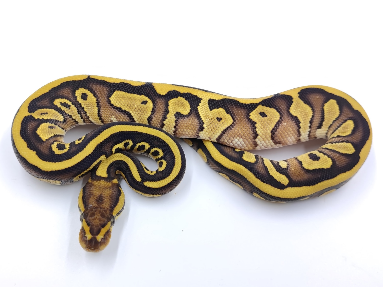 Lesser Leopard Het Ultramel Ball Python by Metazotics - MorphMarket