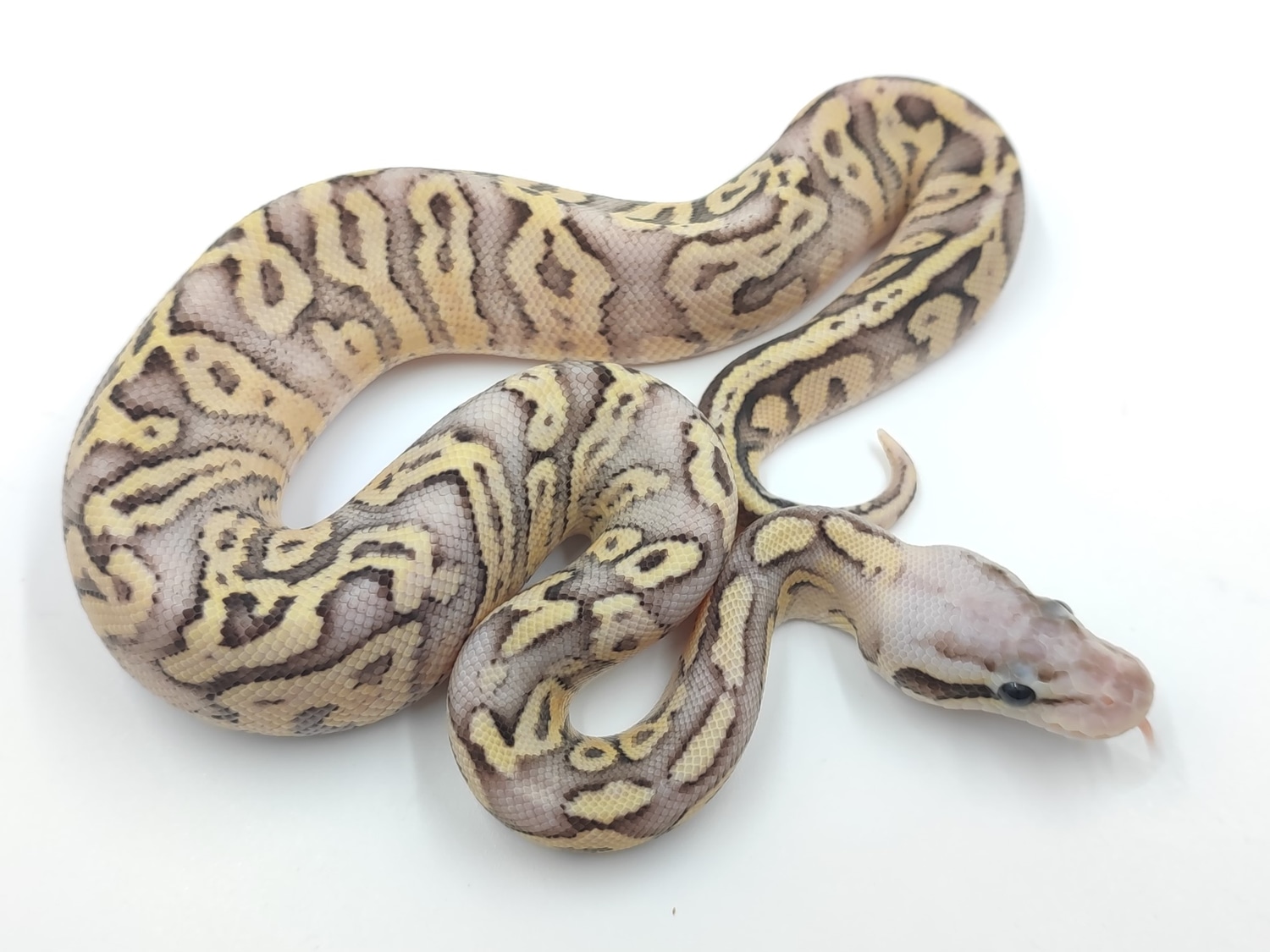 Superfly Het Ultramel Ball Python by Metazotics - MorphMarket