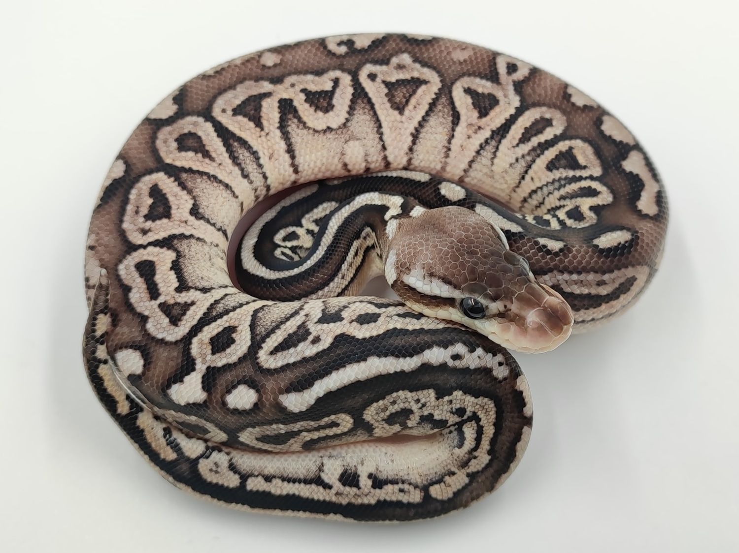 Pewter Het Ultramel Ball Python by Metazotics - MorphMarket
