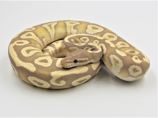 Banana Mojave Pastel Ghost Ball Python by Metazotics