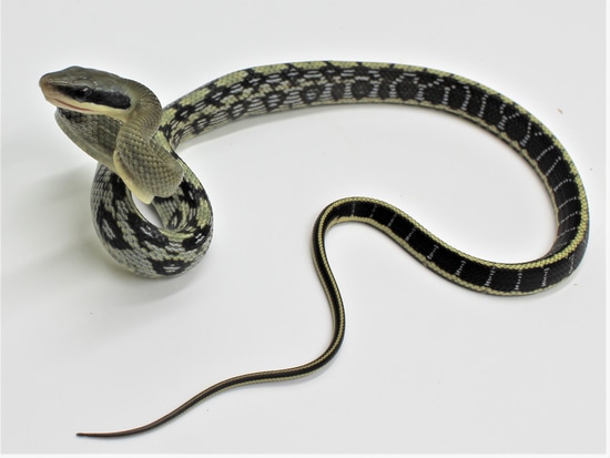 Vietnamese Blue Beauty Beauty Rat Snake by Metazotics