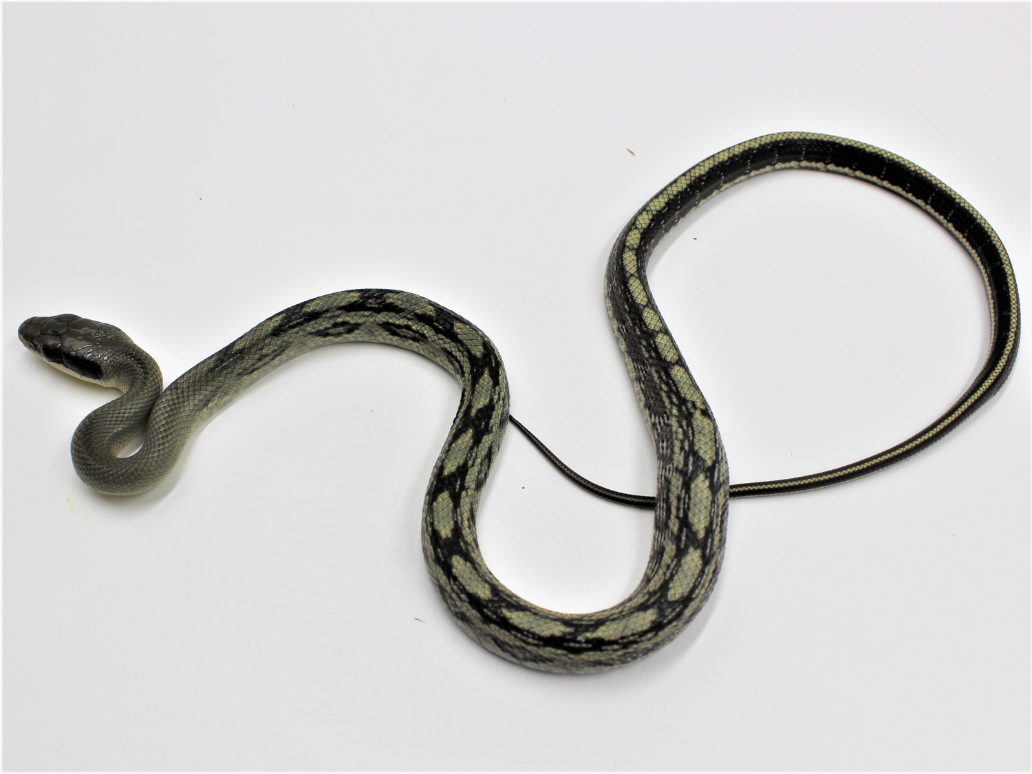 Vietnamese Blue Beauty Rat Snake by Metazotics - MorphMarket