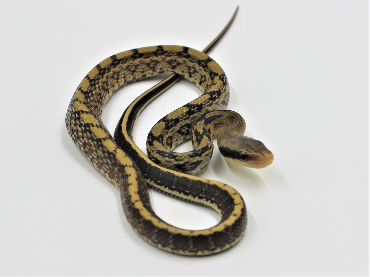 Yunnan Beauty Rat Snake by Metazotics - MorphMarket