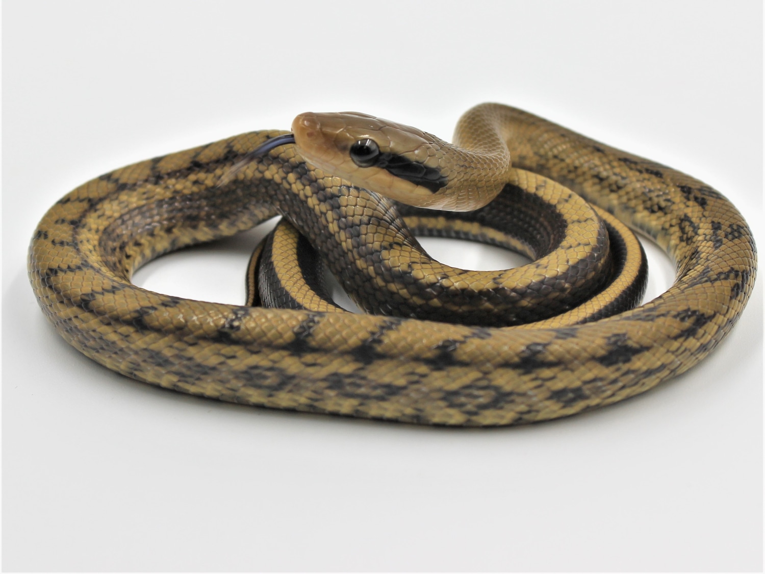 Het Hypo Calico Chinese Beauty Rat Snake by Metazotics - MorphMarket