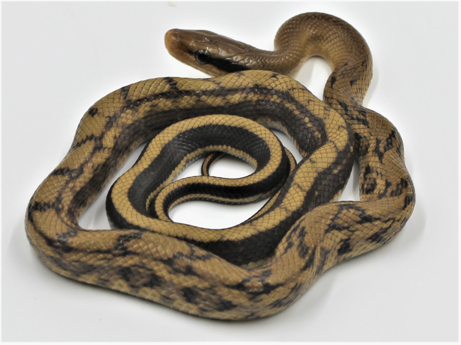 Het Hypo Calico Chinese Beauty Rat Snake by Metazotics - MorphMarket