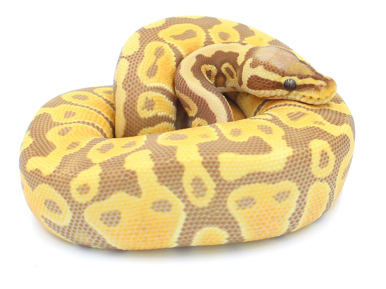 Pastel Ultramel Ball Python by Metazotics - MorphMarket