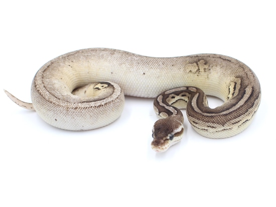 Sandblast Pewter Het Pied Ball Python by Metazotics