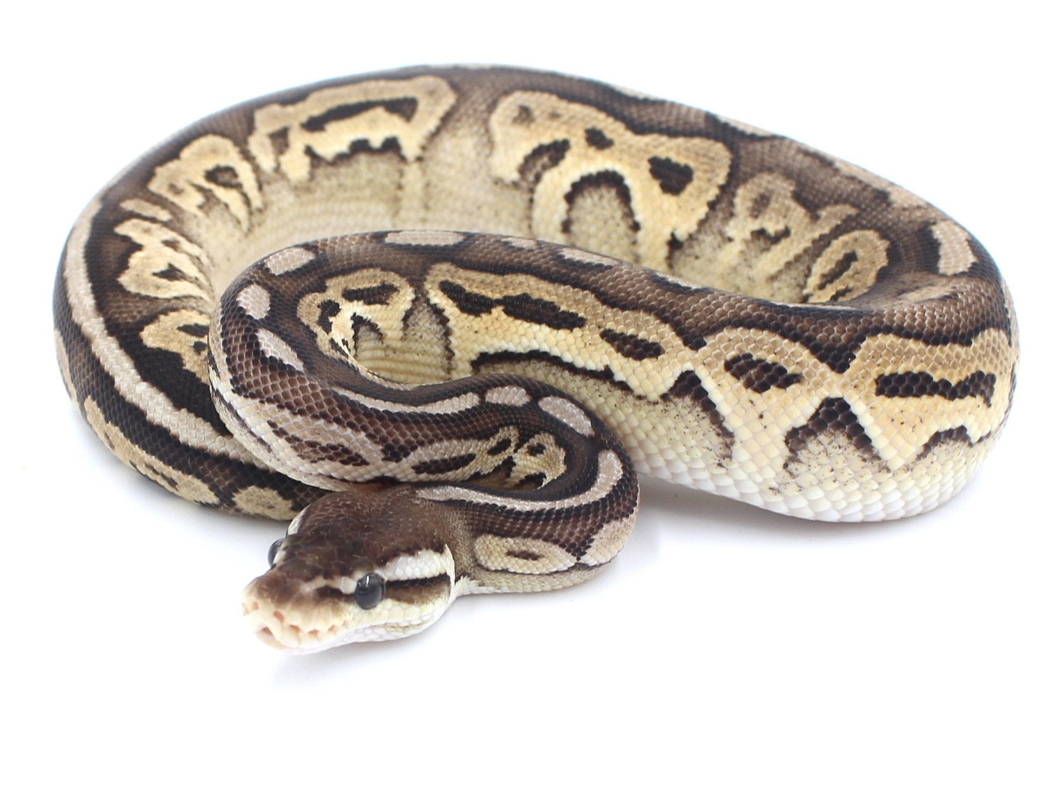 Pewter Het Pied Ball Python by Metazotics - MorphMarket