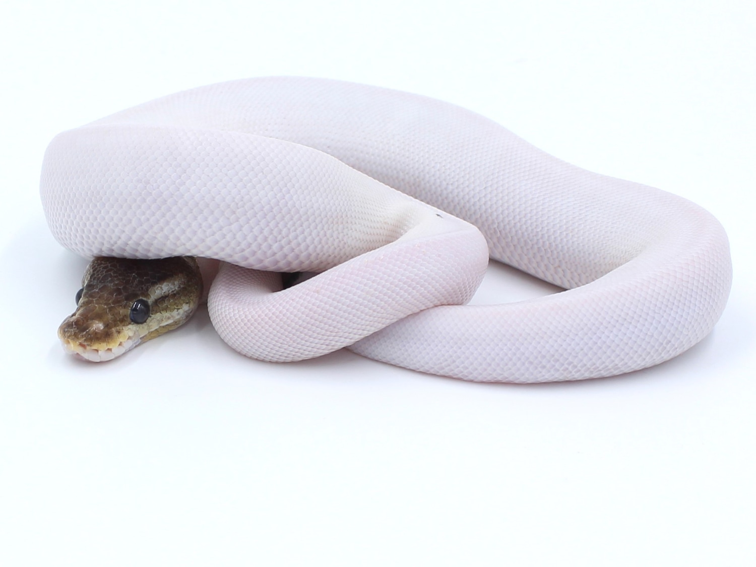 Pewter Pied Ball Python by Metazotics - MorphMarket