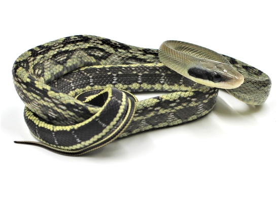 Vietnamese Blue Beauty Beauty Rat Snake by Metazotics