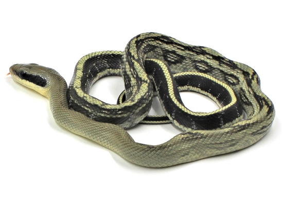 Vietnamese Blue Beauty Beauty Rat Snake by Metazotics