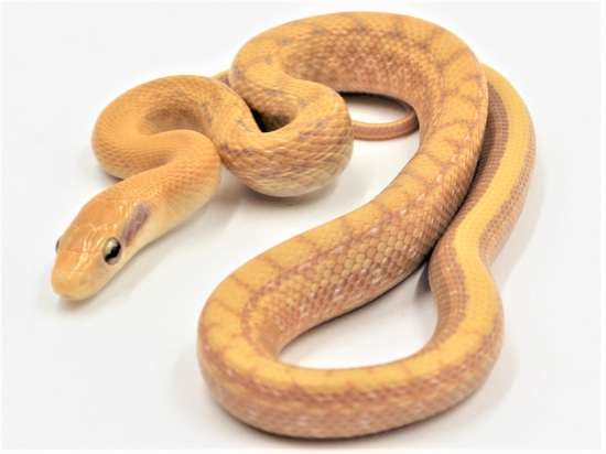 T Positive Het Hypo Calico Chinese Beauty Beauty Rat Snake by Metazotics