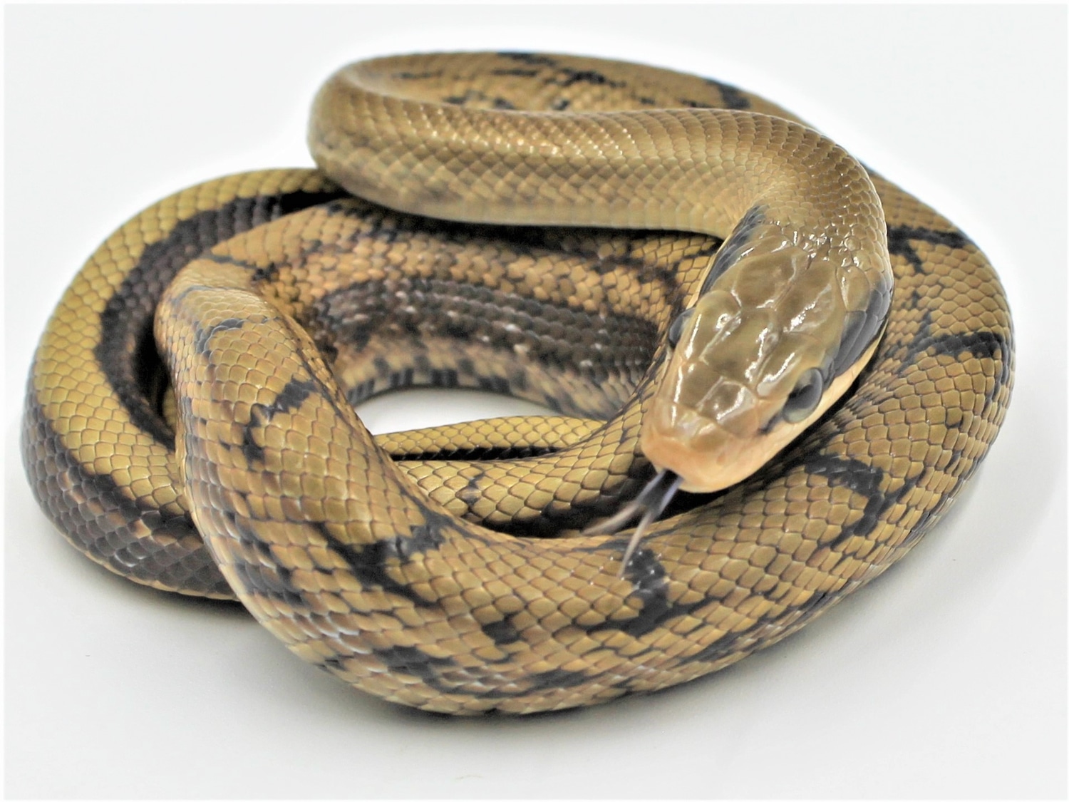 Het T Negative Possible Het Hypo Calico Chinese Beauty Rat Snake by ...