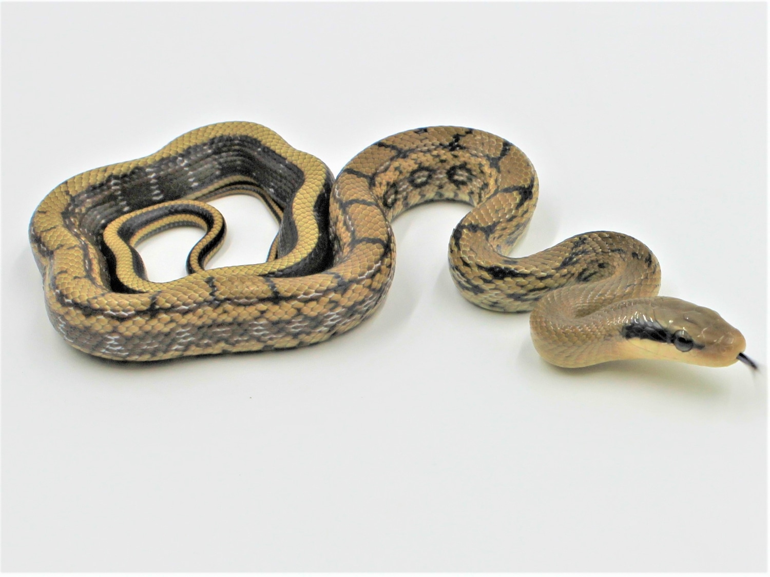 Het T Negative Possible Het Hypo Calico Chinese Beauty Rat Snake by ...