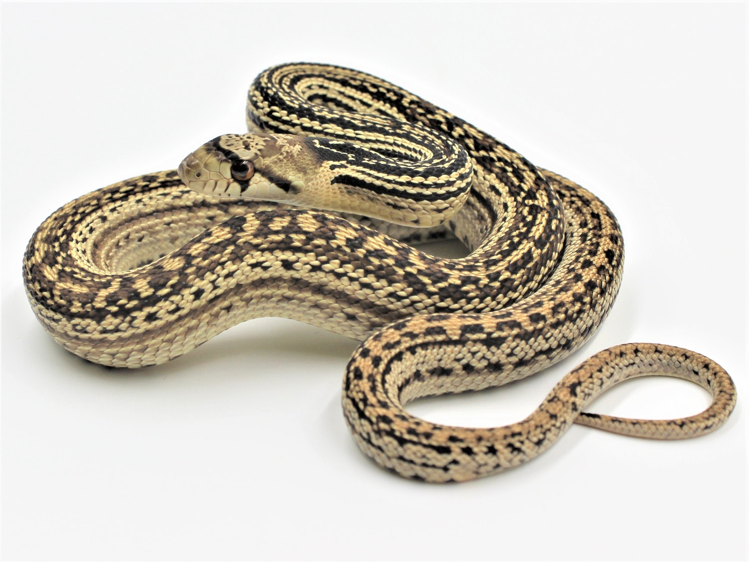 Stripe Het T Positive Het T Negative Het Anery Sand Diego Gopher Gopher ...