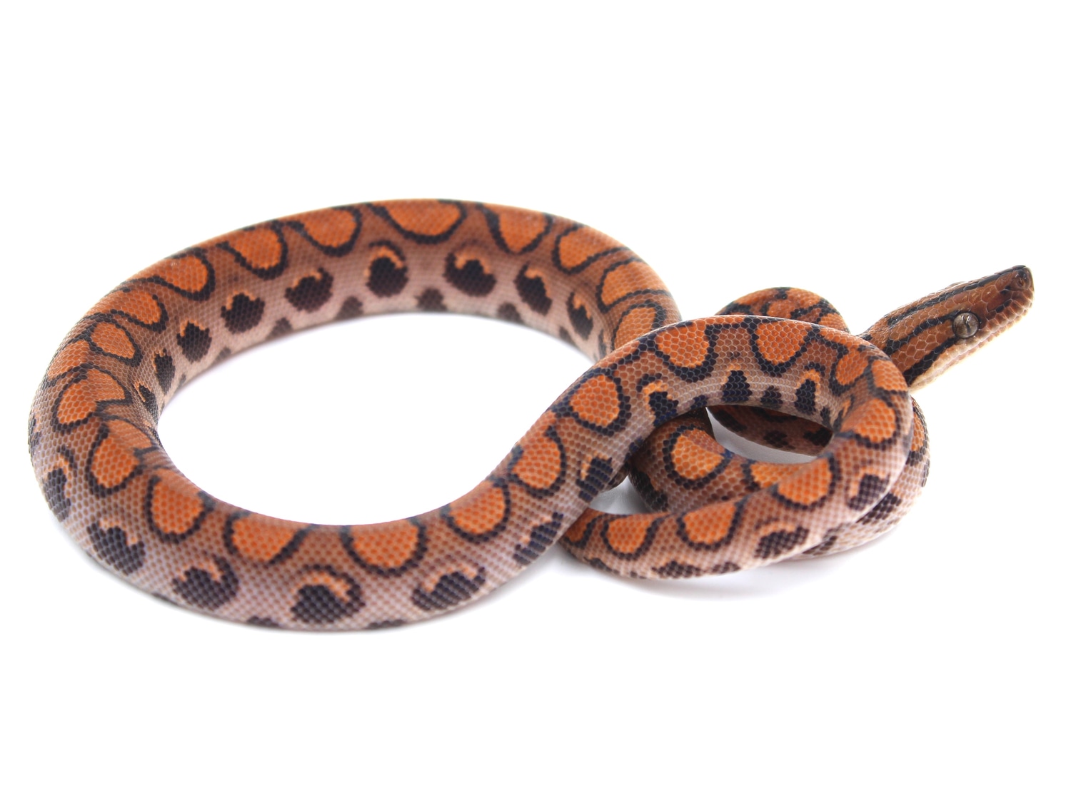 Brazilian Rainbow Boa by Metazotics - MorphMarket