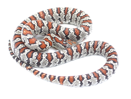 Granite Line Mex Mex San Luis Potosi Kingsnake by Metazotics