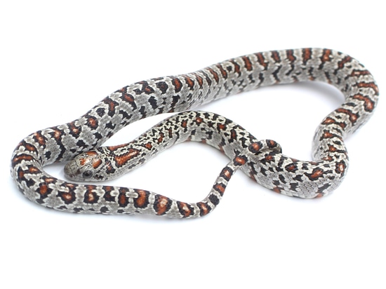 Granite Line Mex Mex San Luis Potosi Kingsnake by Metazotics