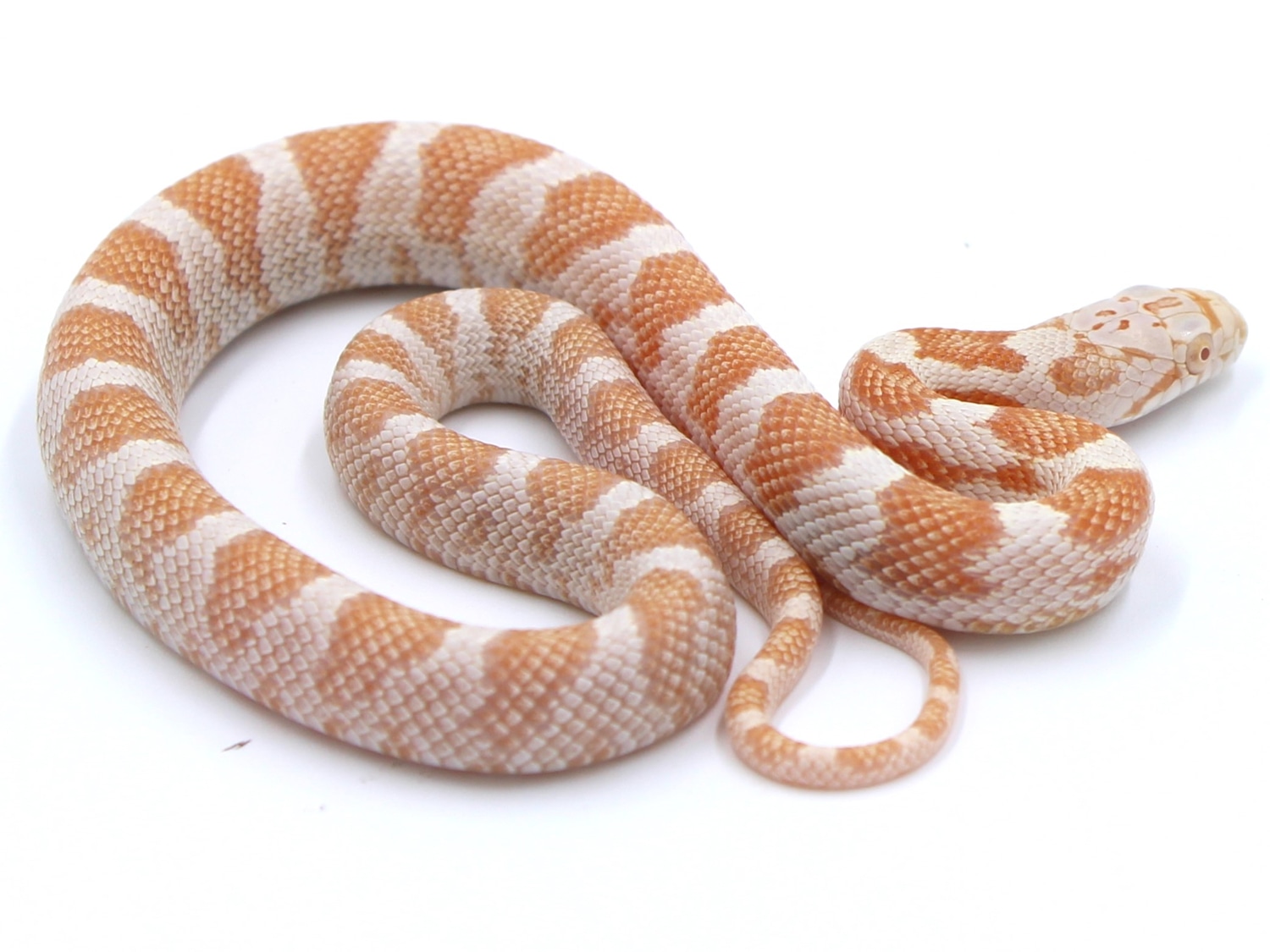 Albino Black Eastern Rat Snake by Metazotics - MorphMarket