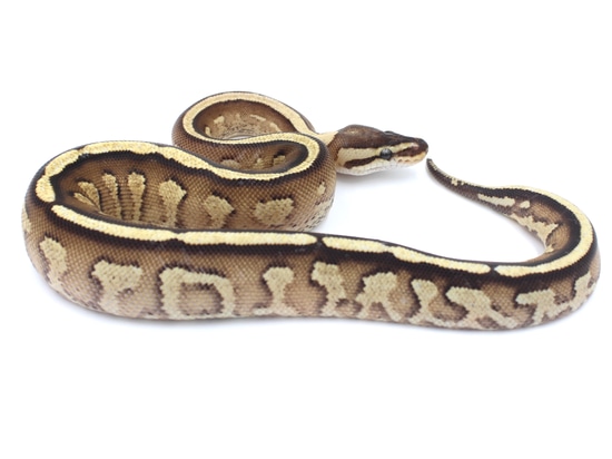 Super Stripe Ball Python by Metazotics