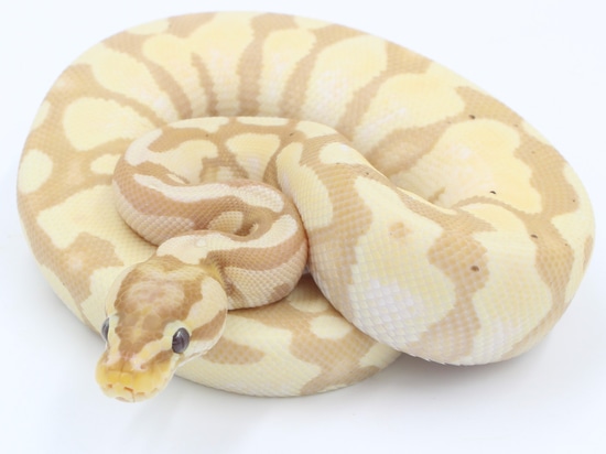 Banana Pastel Enchi Ball Python by Metazotics
