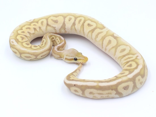 Pewter Banana Ball Python by Metazotics