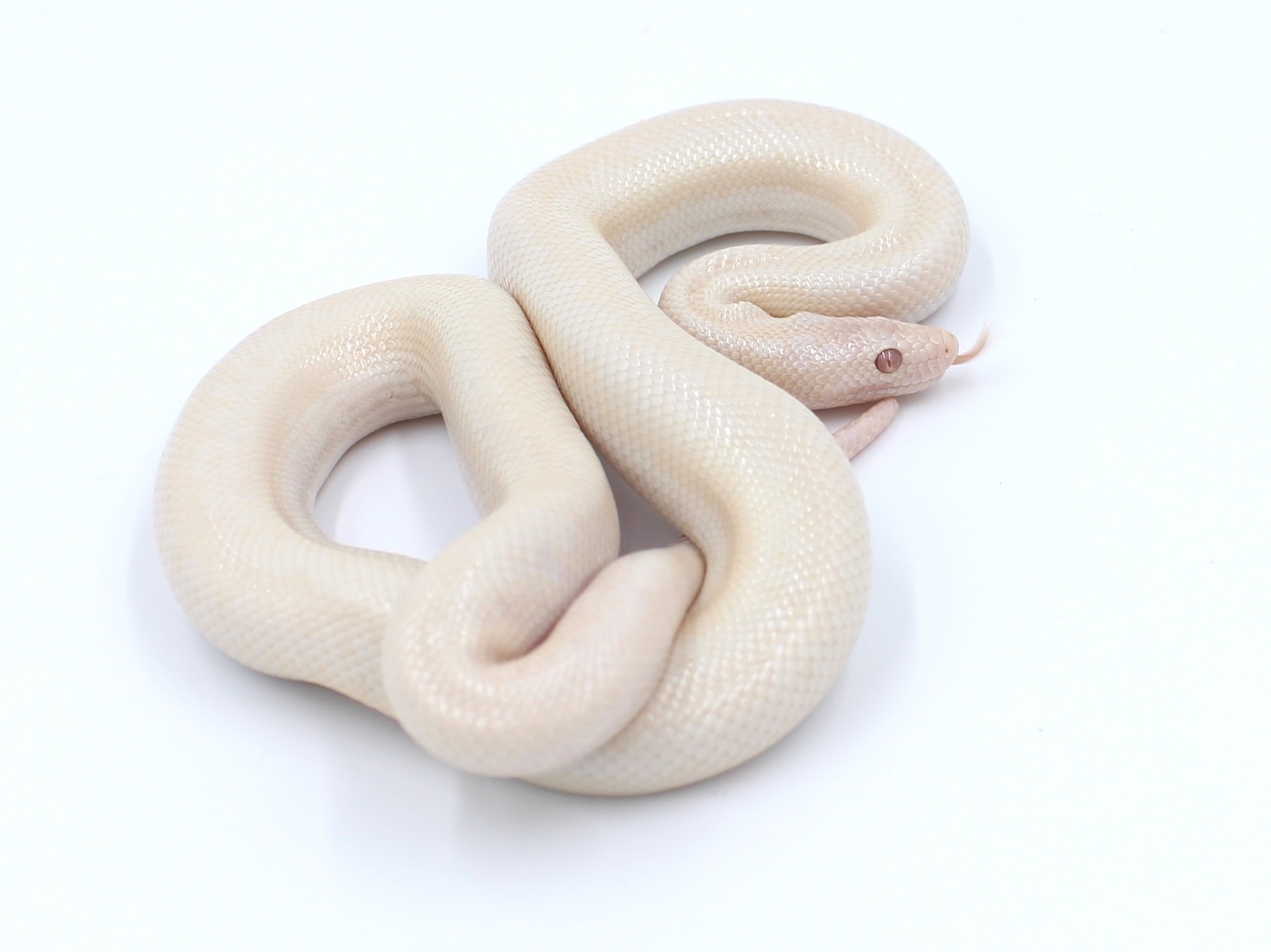 Limburg Snow Rosy Boa by Metazotics - MorphMarket