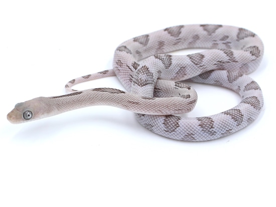 Silver Blonde Trans-Pecos Rat Snake by Metazotics
