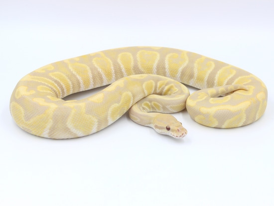 Toffino GHI Ball Python by Metazotics