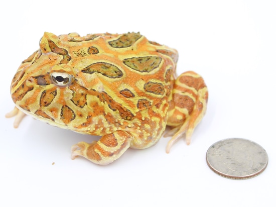 Strawberry Camo Pacman Frog by Metazotics