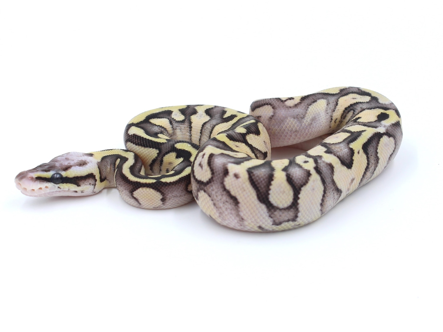 Super Pastel Sandblast Het Pied Ball Python by Metazotics - MorphMarket
