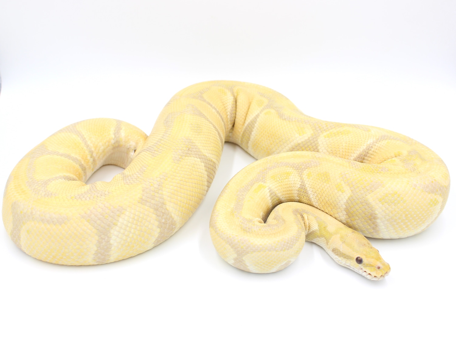 Toffino Ball Python by Metazotics - MorphMarket