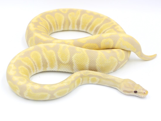 Toffino GHI Ball Python by Metazotics