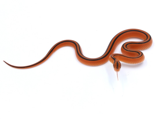 Coxi Bamboo Rat Snake by Metazotics