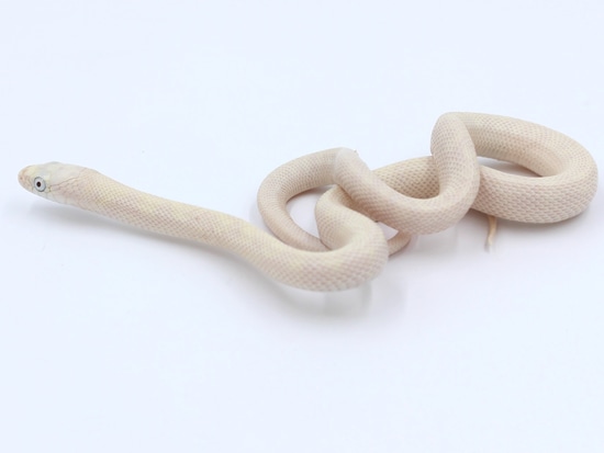 Lemon Gray Rat Snake by Metazotics