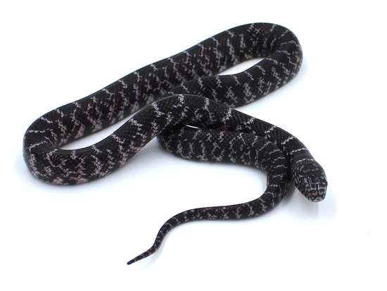 New England Axanthic Het Hypo Whiteside Brooks' Kingsnake by Metazotics